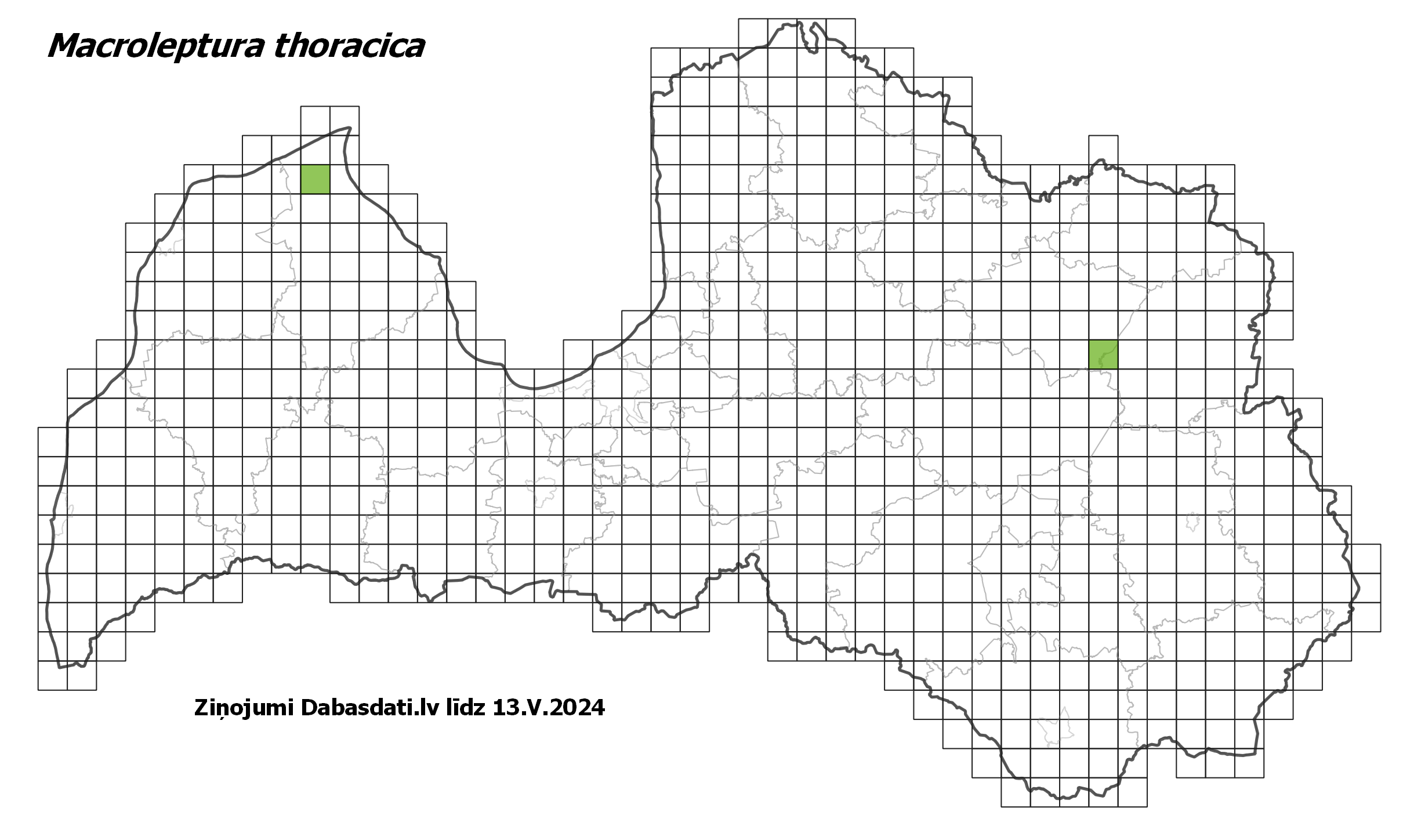 Macroleptura thoracica