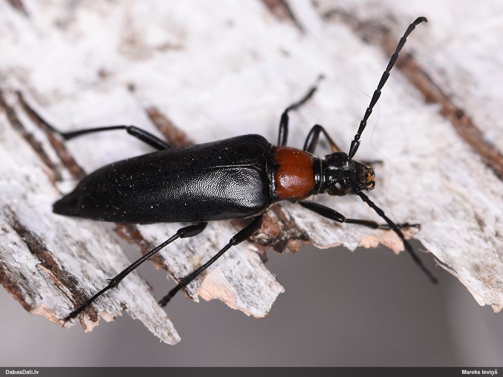 Macroleptura thoracica