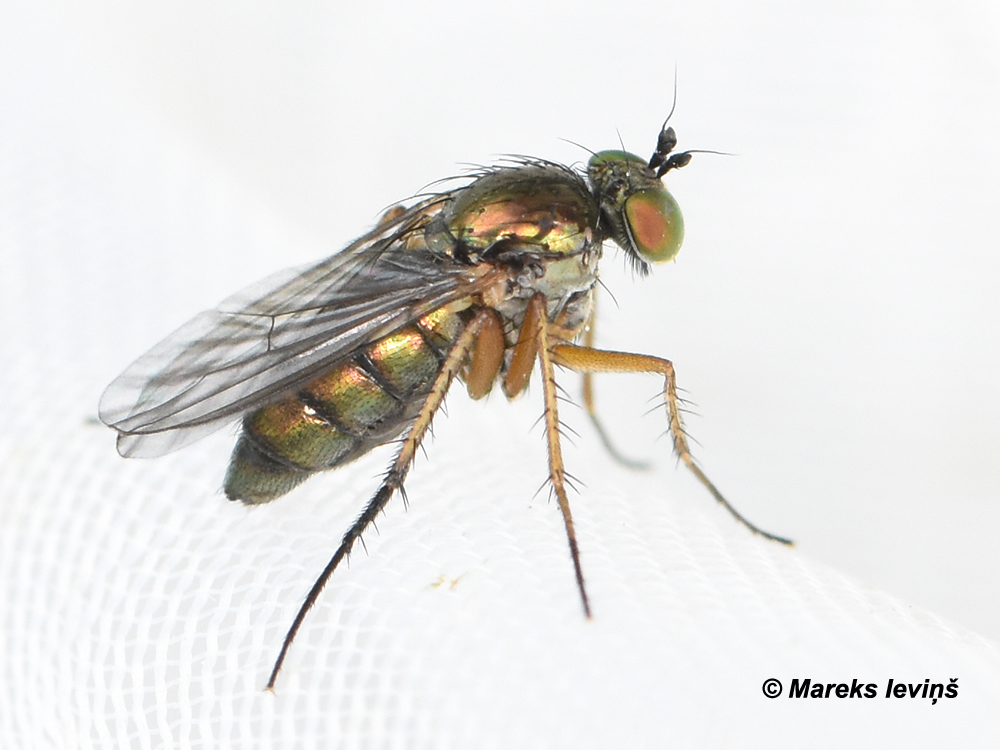 Divspārņi Diptera
